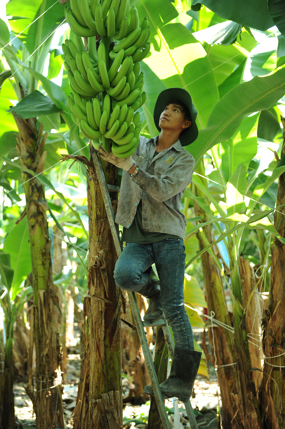 Chuối Unifarm - Trang chủ